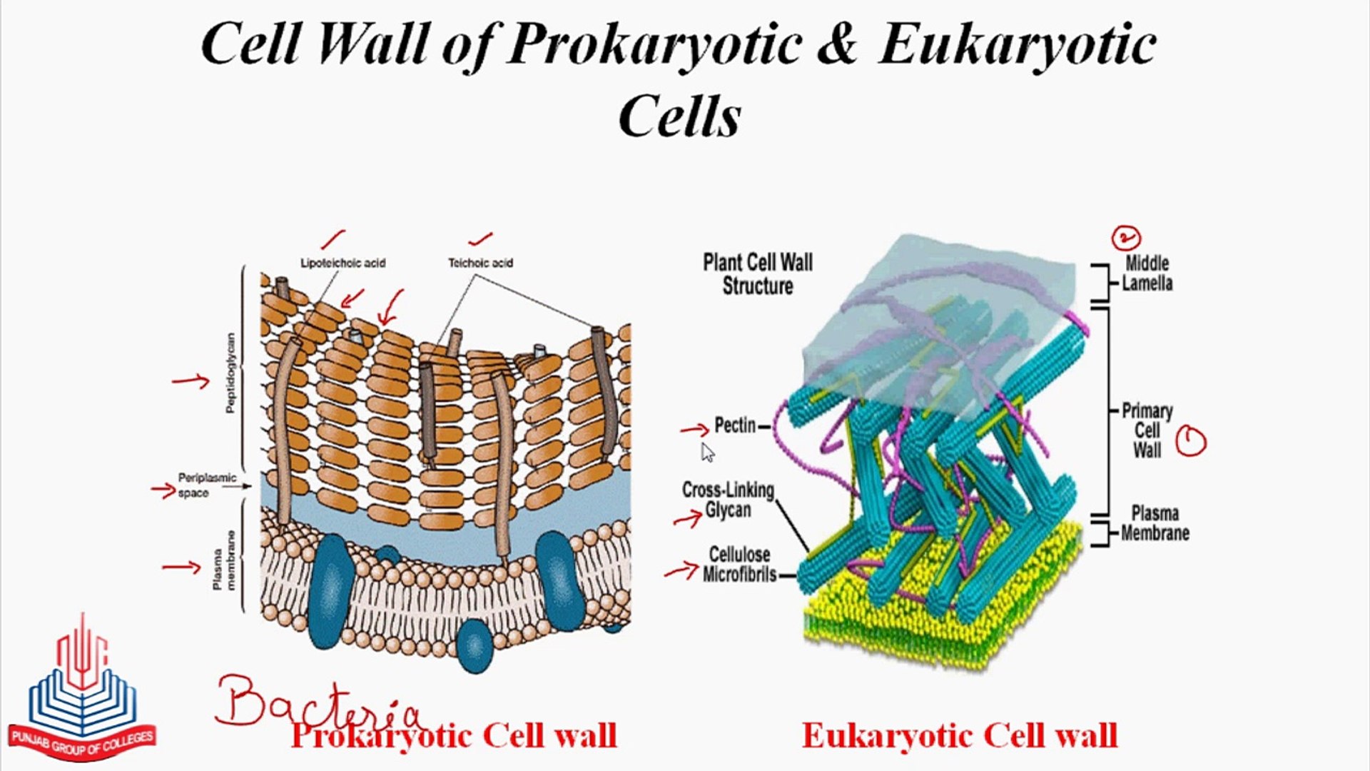 Cellulose In Cell Wall