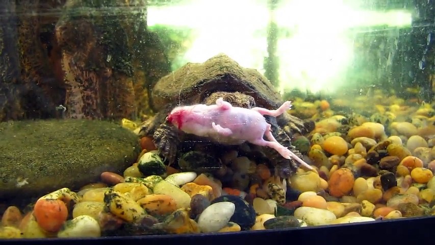 Snapping Turtle Bites Mouse In Half