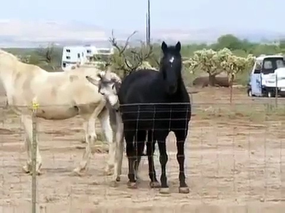 caballo Cruza Burro Celo Apareamiento en con - video Dailymotion