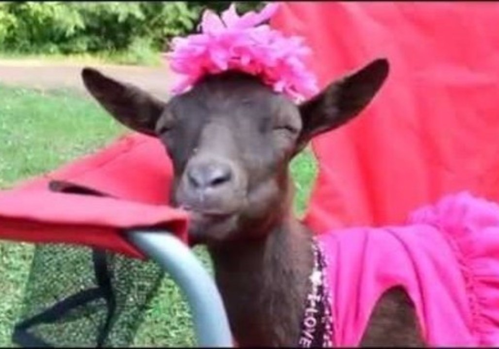 Goat Treated to a Mani-Pedi - video Dailymotion