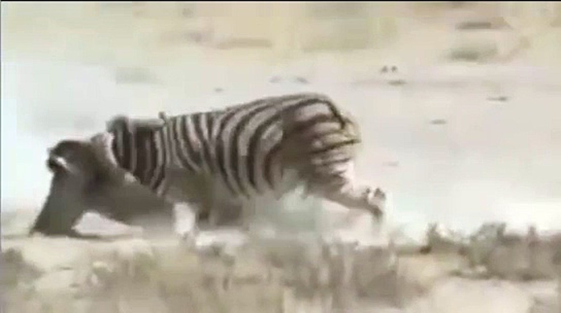 Lion Fight Zebra
