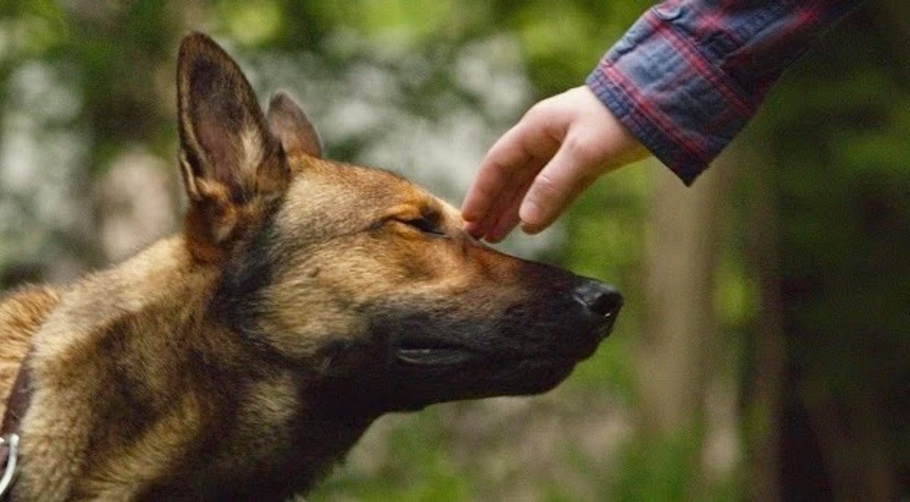 Max ( A Dog, Best Friend, Hero, Marine ) 2015 Full Movie - video ...