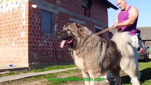 BIG DOGS from JOZO -Tel +491743552582 / Tel +385989920061 / www ...