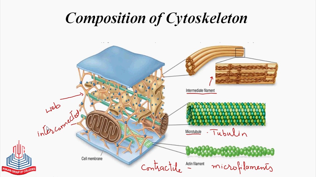 Detailed study of CytoSkeleton , Centriole - video Dailymotion