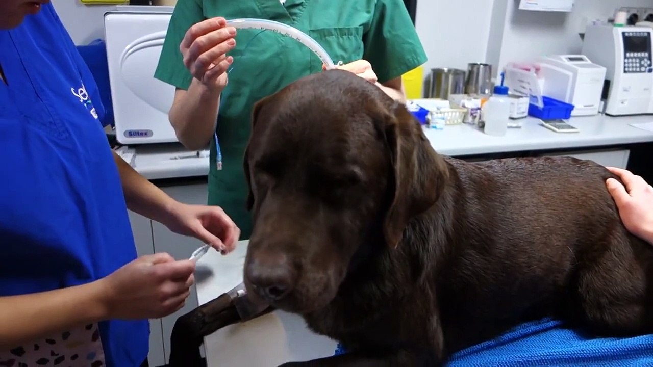 Intubation of the dog - video Dailymotion