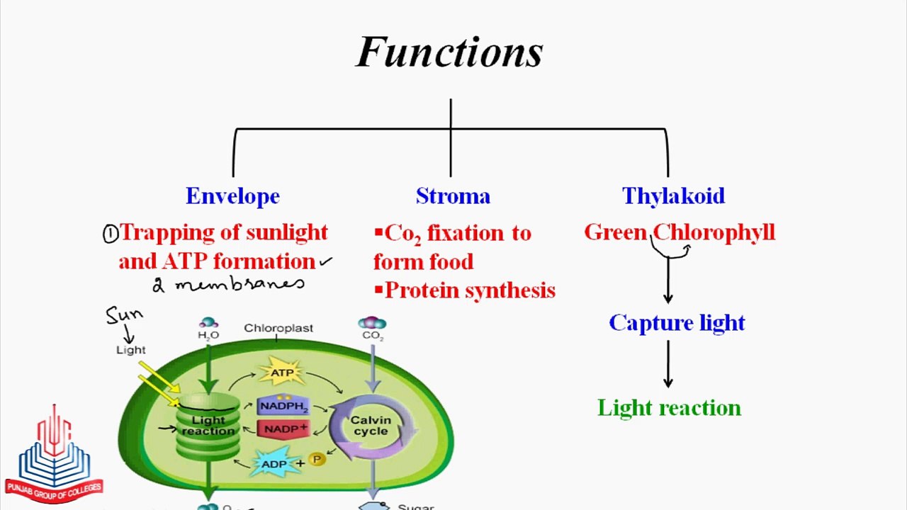 Detailed study of Plastids(Chloroplast , chromoplast , Leucoplast ...