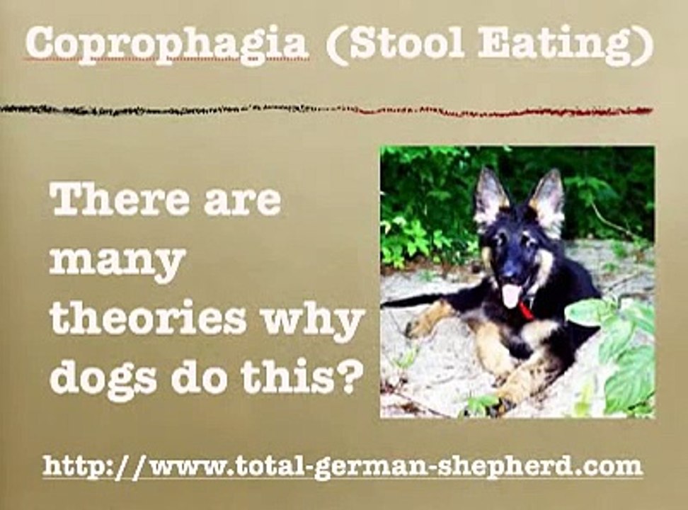 Coprophagia - Eating Feces - Poop Eating - Coprophagia in Dogs - video ...