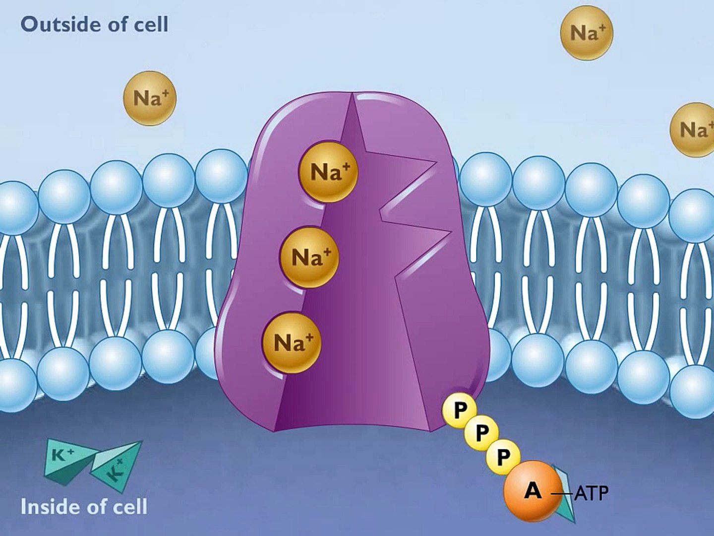 Sodium Potassium Pump Neuron