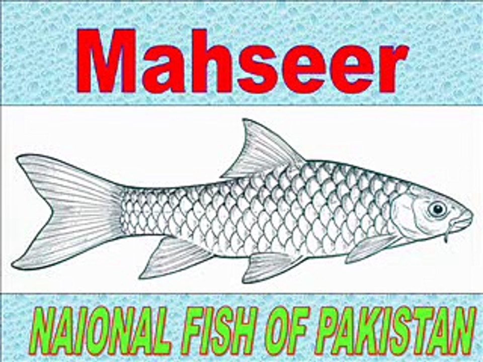 Mahseer ( National fish of Pakistan ) - video Dailymotion