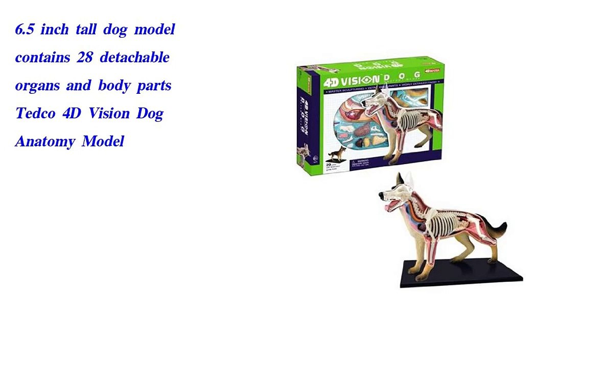 Tedco 4D Vision Dog Anatomy Model - video Dailymotion