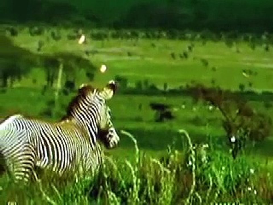 Zebra Horse Fight Big Bite Buck Kick Donkey Box Whinny Male - video ...