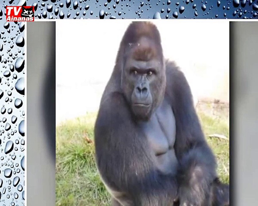 shabani - video Dailymotion