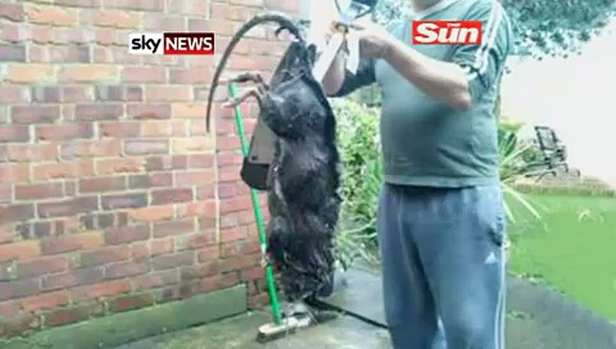 Giant 'Ratzilla' Shot Dead In Bradford - video Dailymotion