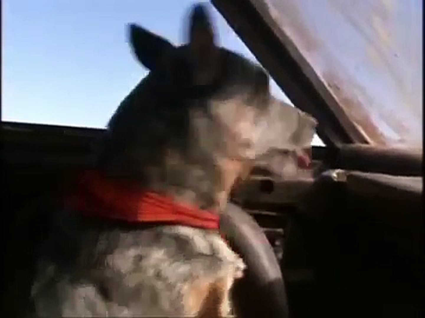 Mad Max 2 Dog