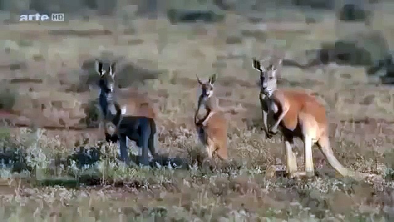 Animal Planet | Discovery Channel | Wild Life Documentary 2015 ...