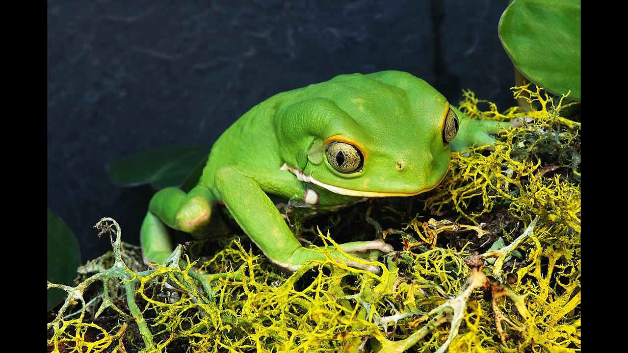 Colors Song for Children - What Color is This- - Kids Song by The ...