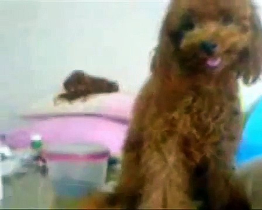 poor poodle being abused by mad man! - video Dailymotion