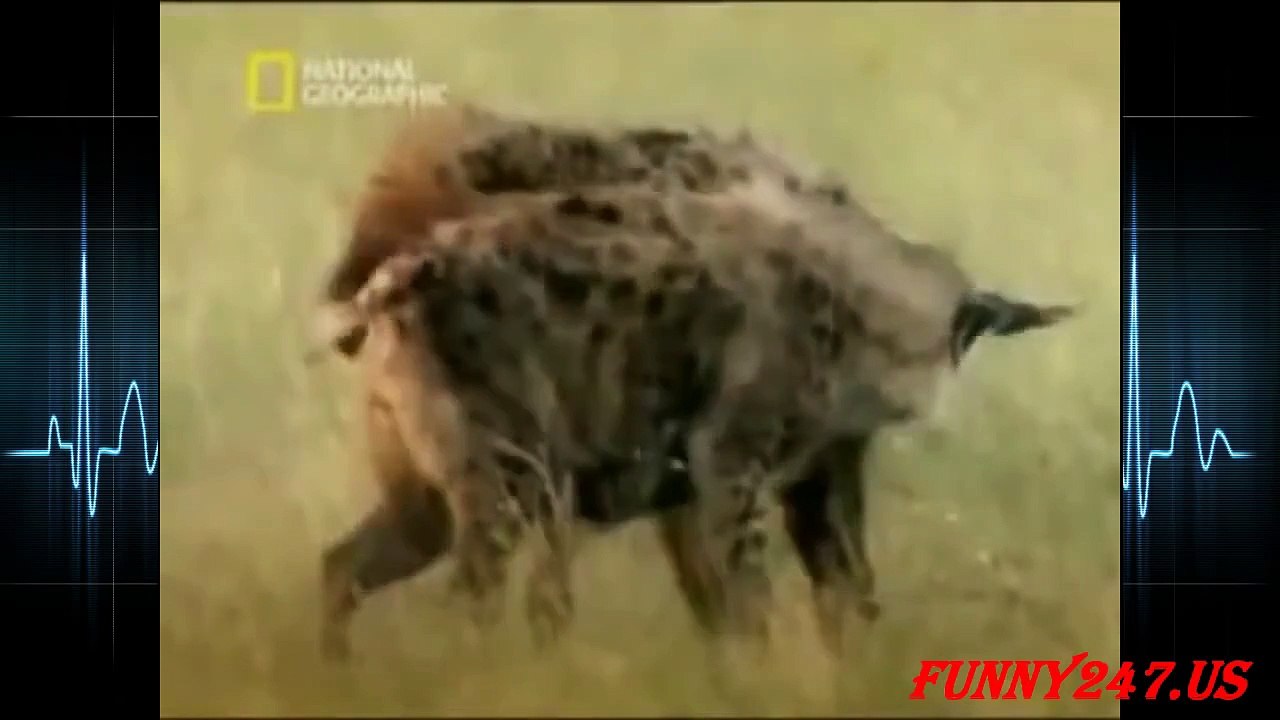 Hyena Giving Birth real life ☆ Mammals Birth Tv - video Dailymotion