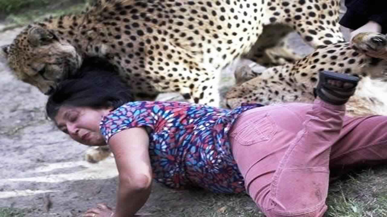 10 INCREIBLES ATAQUES DE ANIMALES A PERSONAS - Vídeo Dailymotion