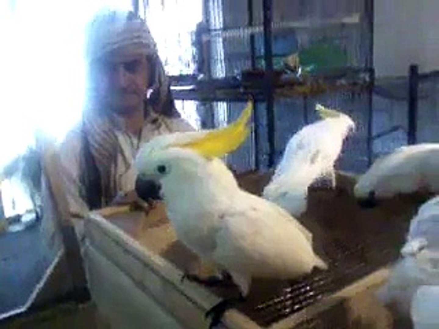 Australian Parrots Bajri