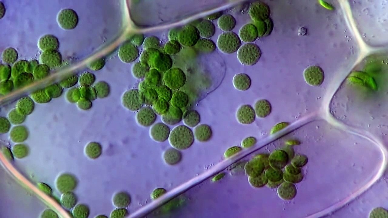 Cyclosis / Cytoplasmic streaming in plant cells (Elodea) - DIC ...