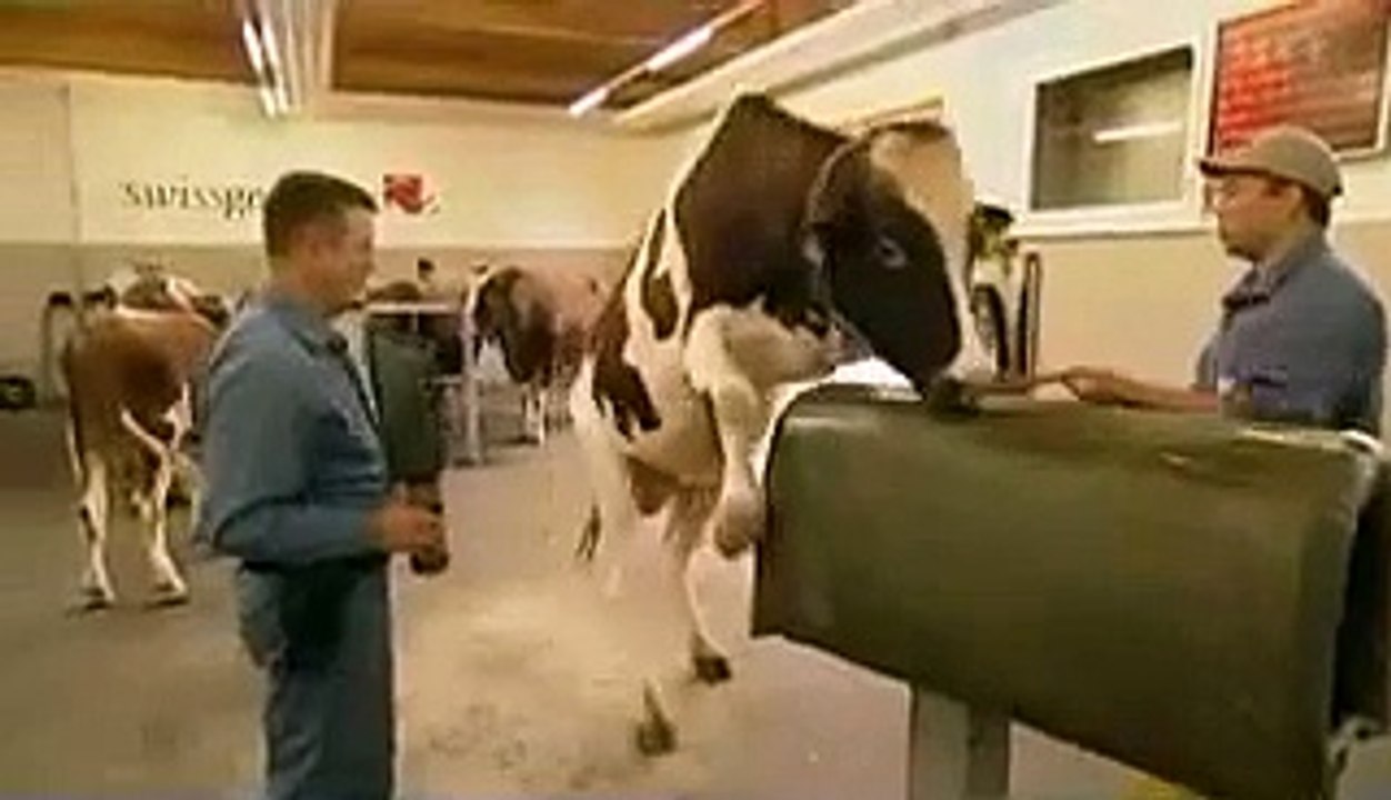 Bull insemination documentary cow gidda sx animals~1 - video Dailymotion