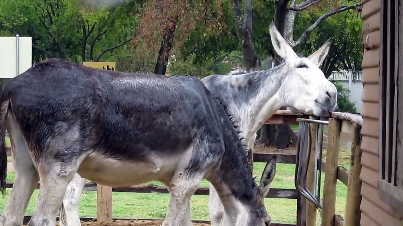 Mammoth Donkeys (a very rare breed) in Dallas Heritage Place - video ...