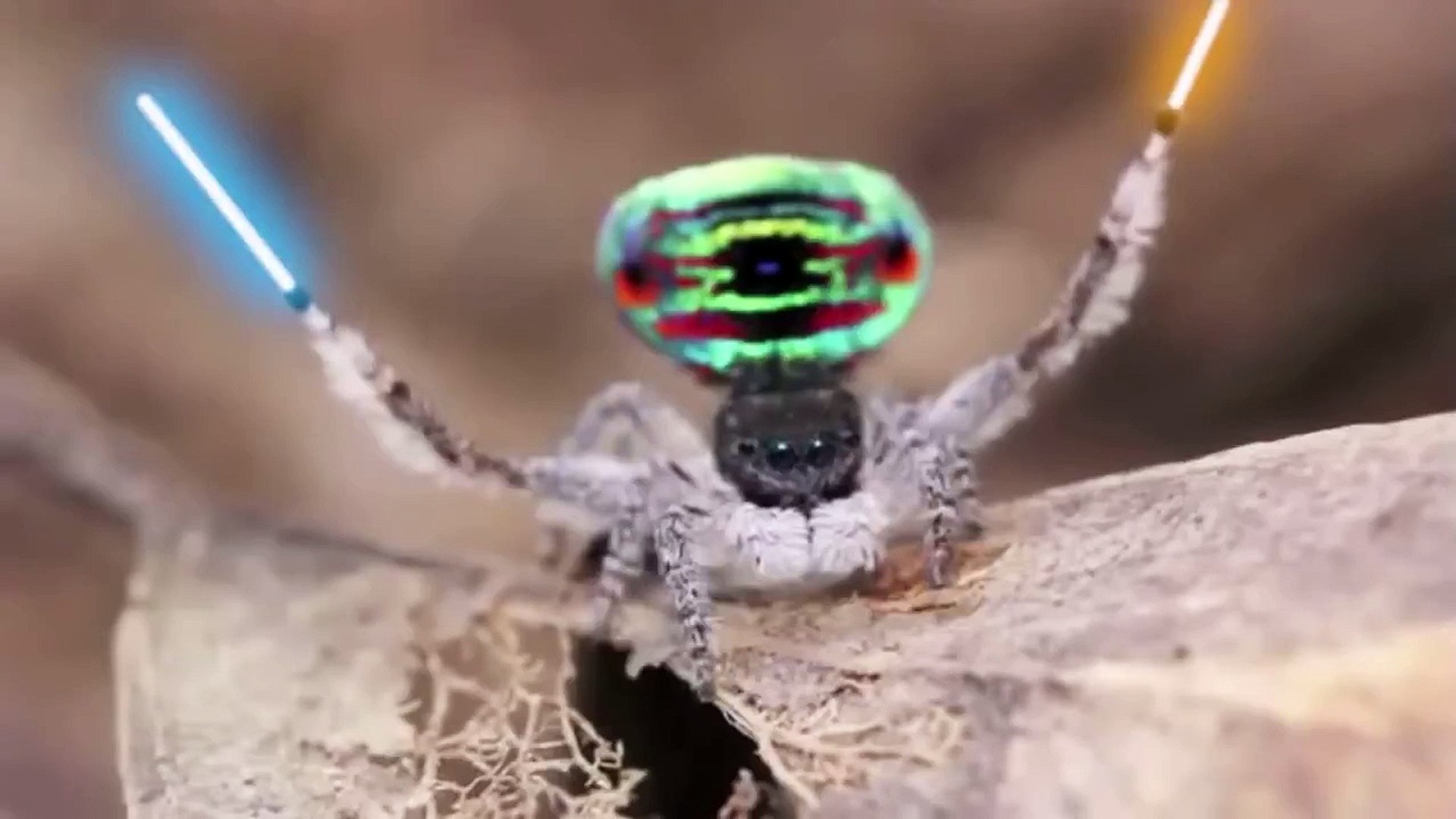 Peacock Spider Wallpaper