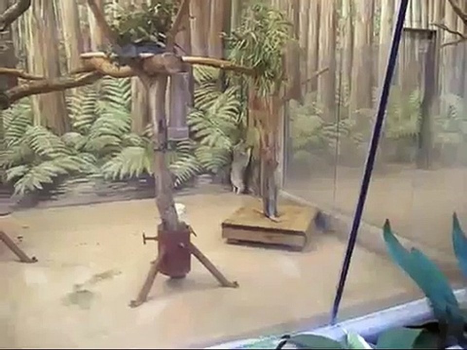 Dumb Koala :( - video Dailymotion