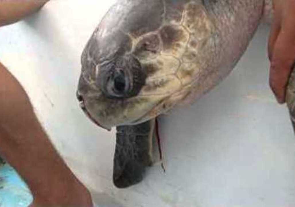 Researchers Remove Plastic Straw From Sea Turtle's Nose - video Dailymotion