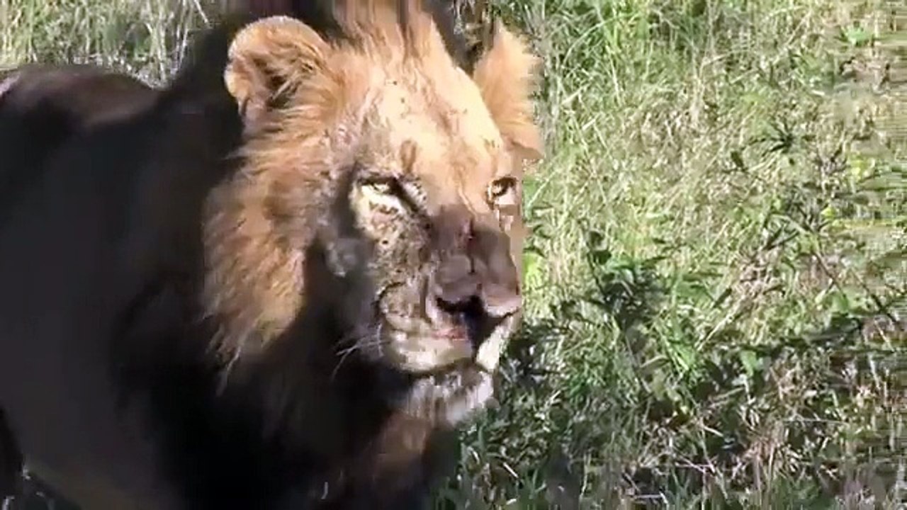 Lions World ♛ The Last Days Of ´Mr.T´ Mapogo - video Dailymotion