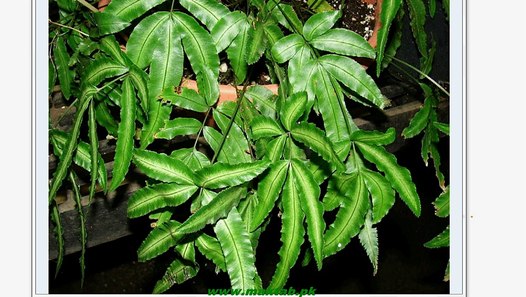 FSc Biology Book1, CH 9, LEC 12; Class Filicinae and Life Cycle of ...