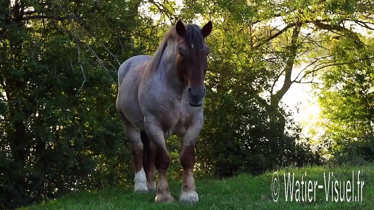Cheval de trait Breton étalon - video Dailymotion