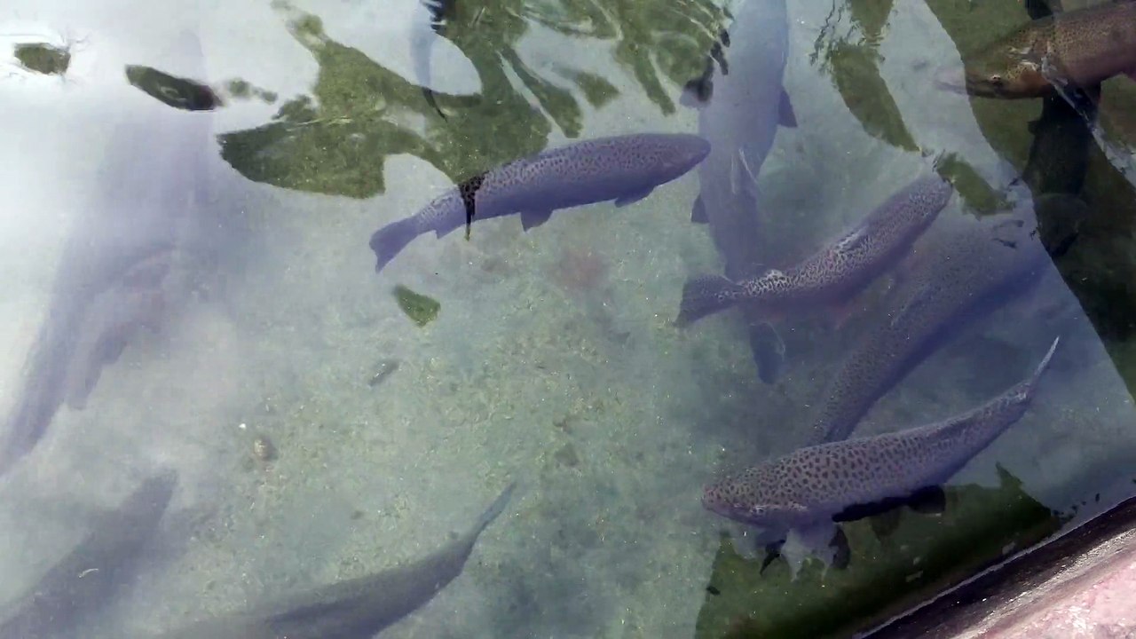 trout fish farm in swat - video Dailymotion