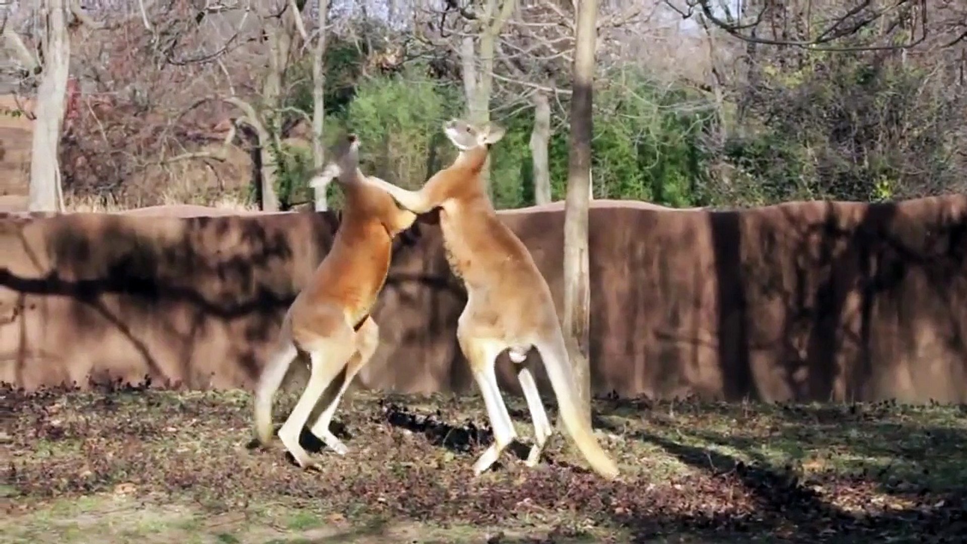 Kangaroo Kickboxing