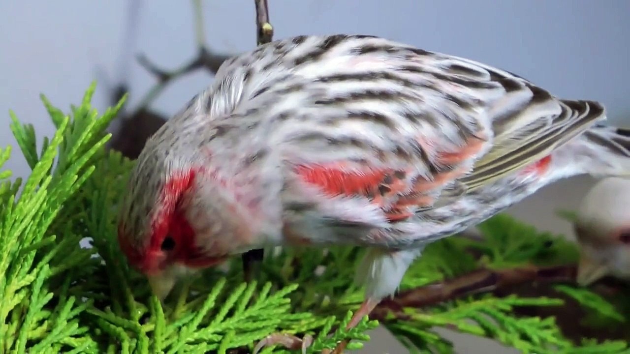 Satinette Agate Red Mosaic Canary - video Dailymotion