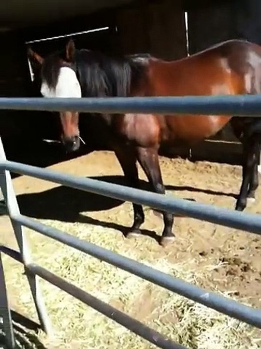 Dresser un cheval agressif et moins de 6 minutes - Vidéo Dailymotion