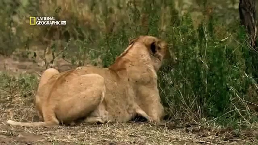 Animal Gone Wild videos - dailymotion