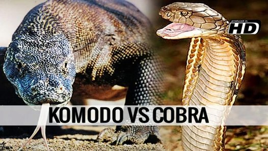 KOMODO VS COBRA - Animal vs Animal [HD] - video dailymotion