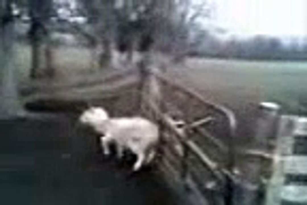 do you know this sheep shagger - video Dailymotion