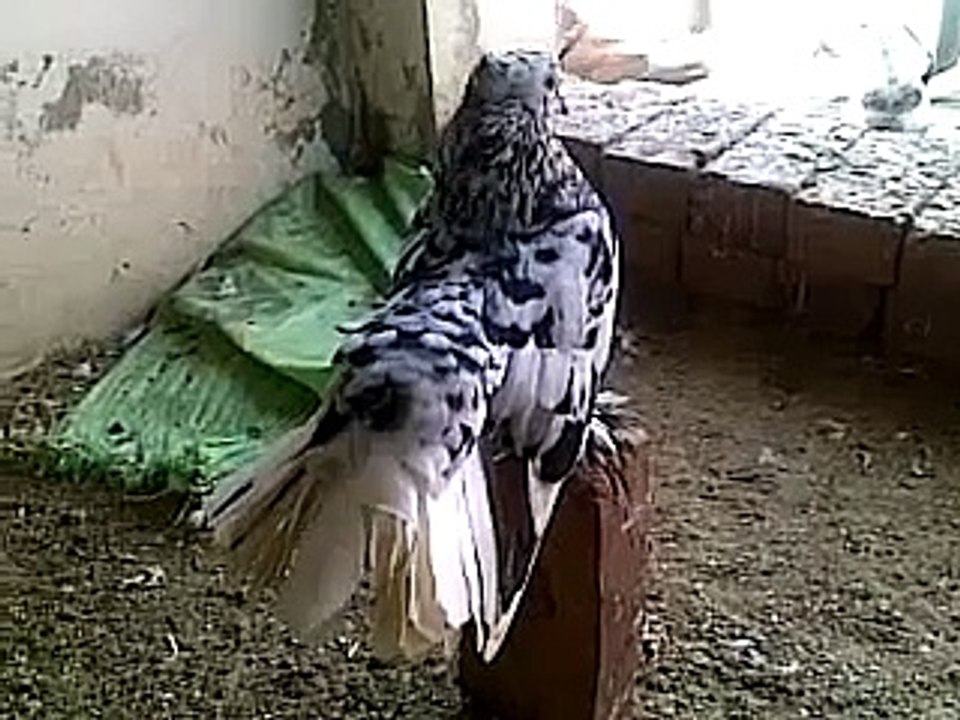 Pigeon Kabutar Bird Pakistan - video Dailymotion