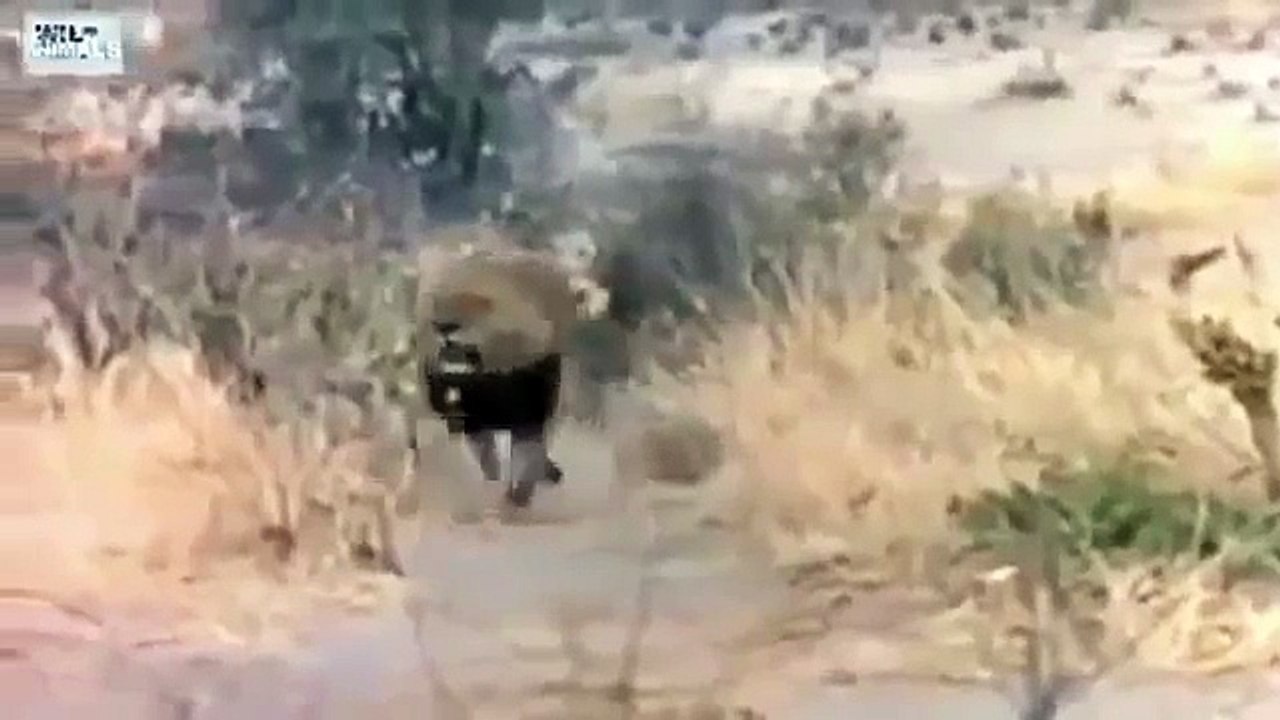 Lion Attack Hyena ( Amazing Wild Animal Attacks ) - Must See - video ...