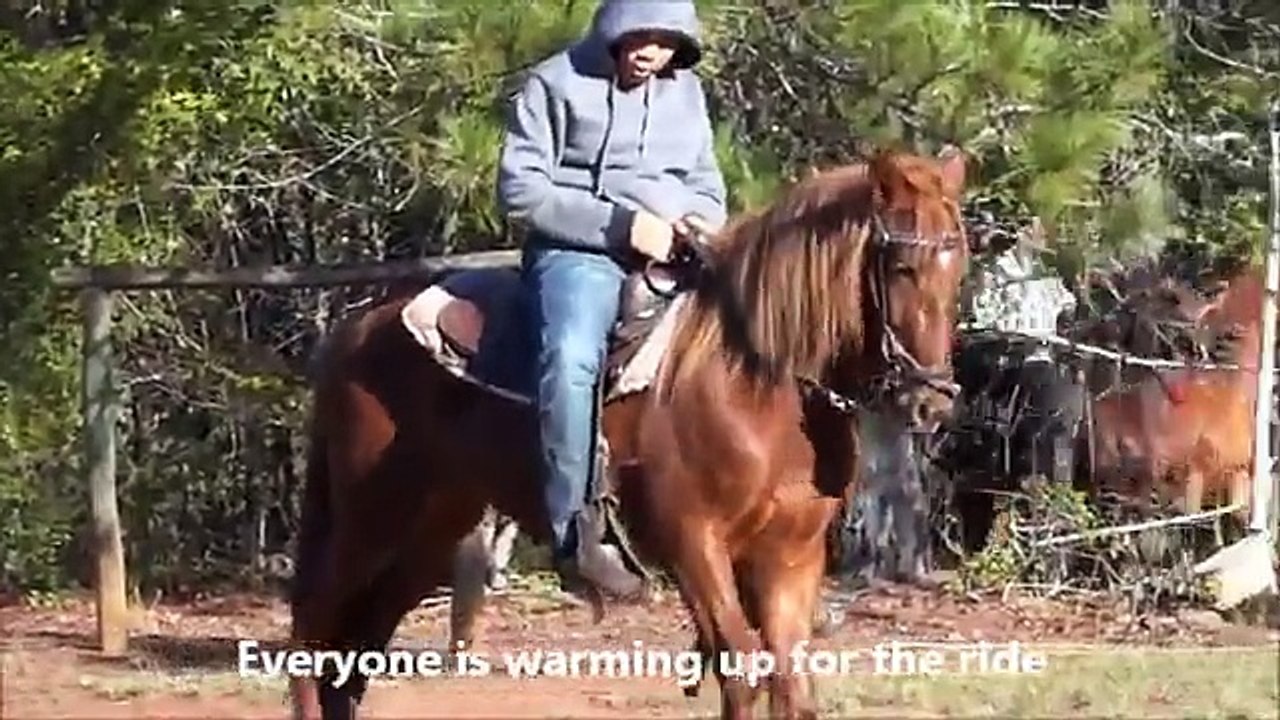 Tennessee Walking Horses & Speed Racking Horses with George Foreman ...