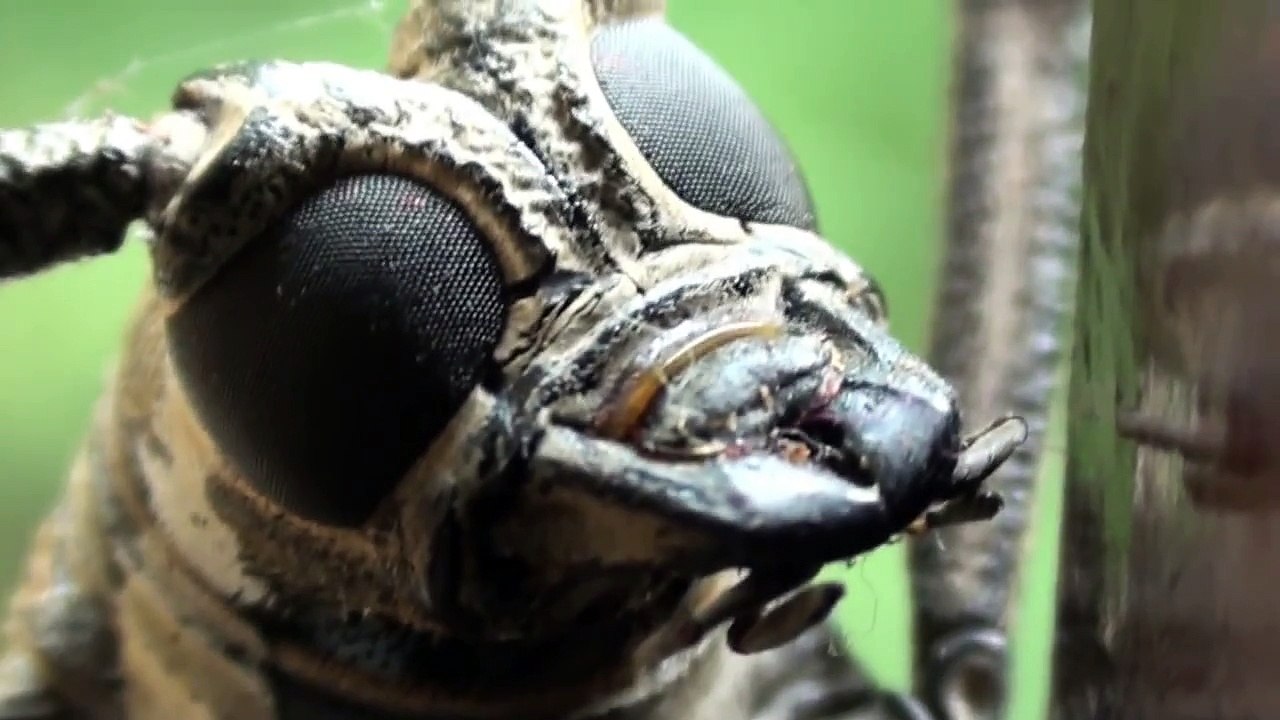 Predator-Mango stem borer - Batocera rufomaculata - video Dailymotion