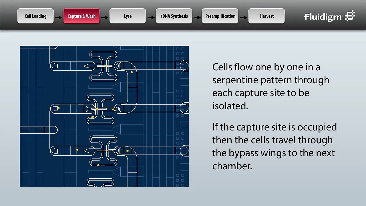 Fluidigm C1 Single-Cell AutoPrep Array IFC Workflow.mp4 - video Dailymotion