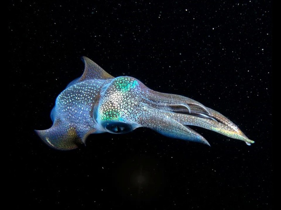 Squid Jet Propulsion - video Dailymotion