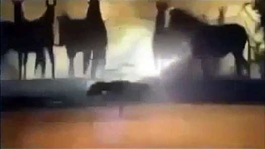 Radioactive Wolves Of Chernobyl Scary Mutations Full Documentary 480p ...