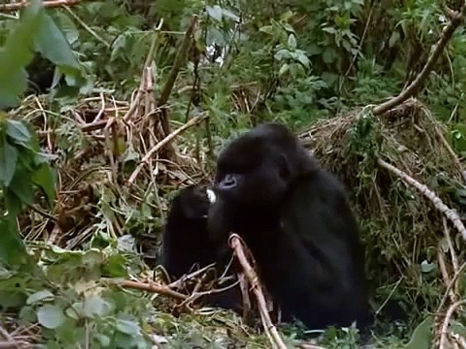 Animal Planet | Discovery Channel | Wild Life Documentary 2015 ...