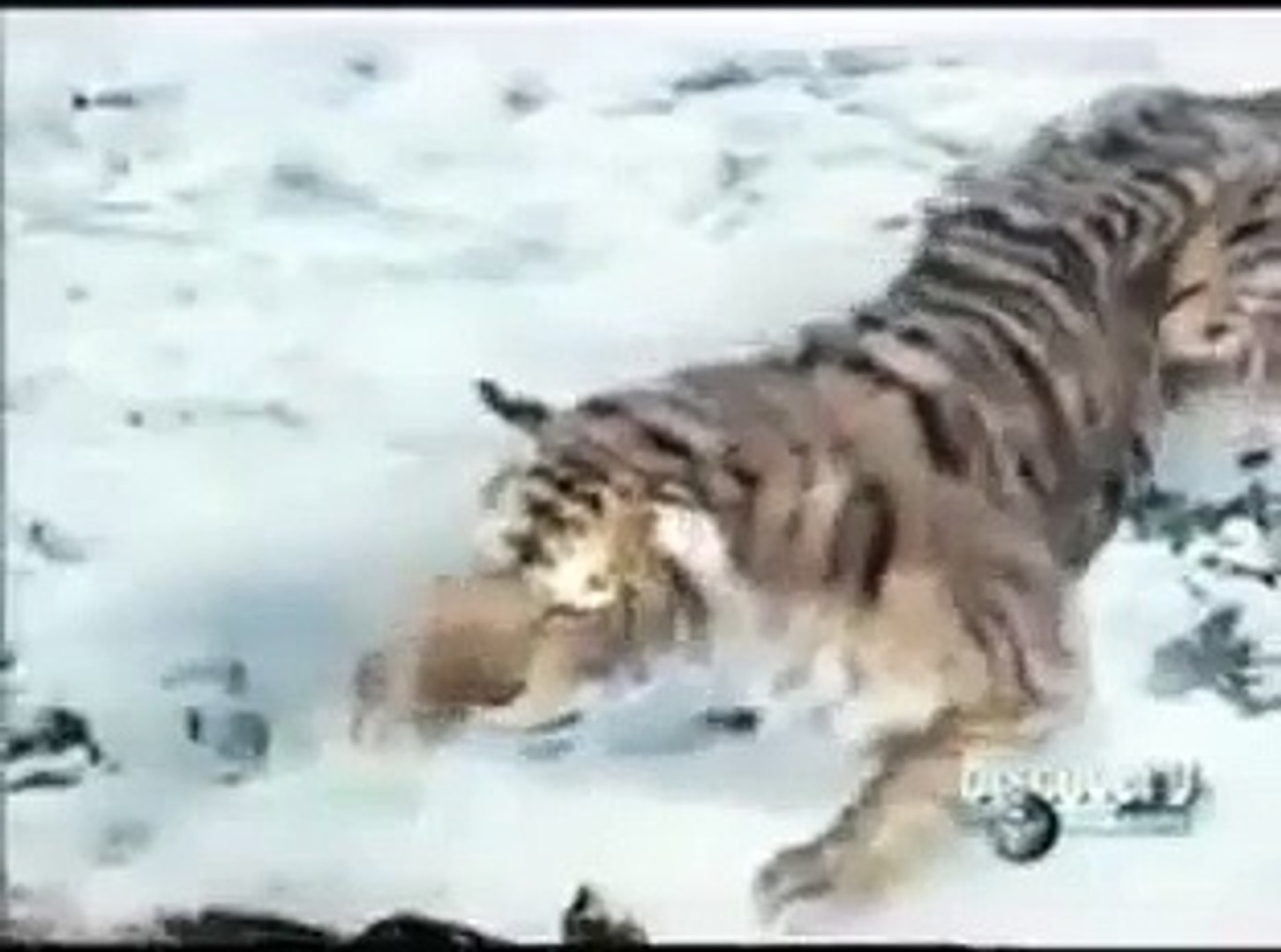 Tiger Vs Bear Animal Face Off