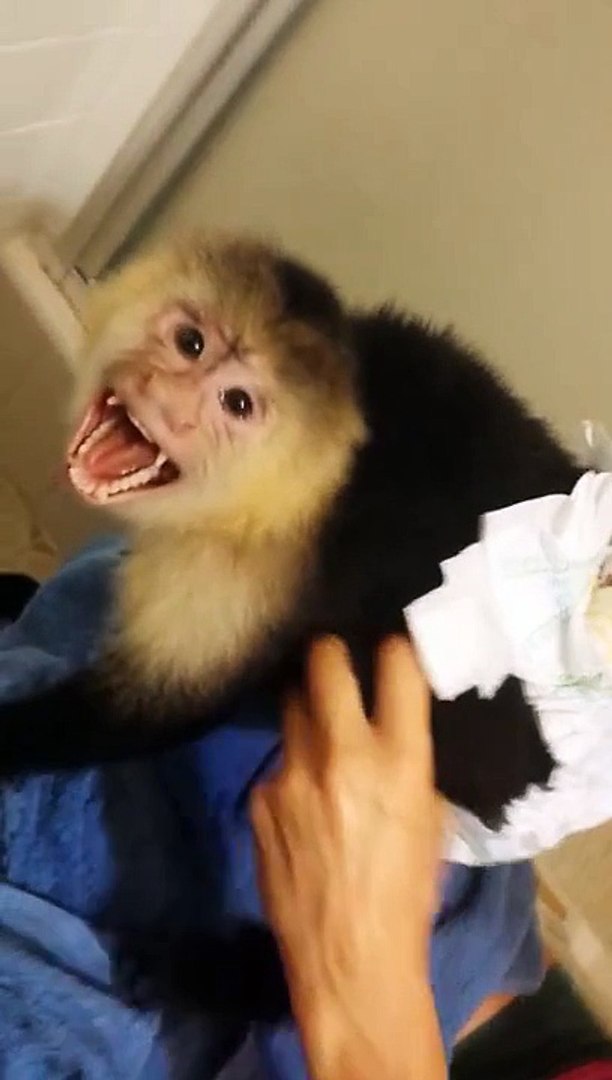 Baby Monkey Wearing A Diaper